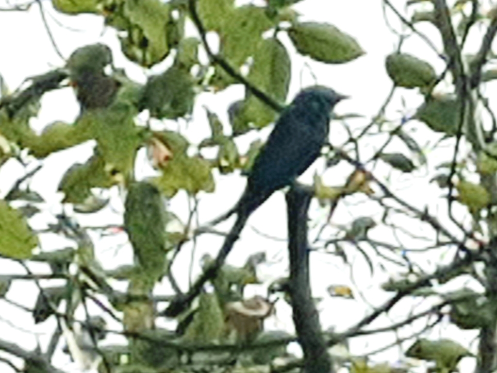 Greater Racket-tailed Drongo from 9H43+Q7X, Tha Wasukri, Phra Nakhon Si ...
