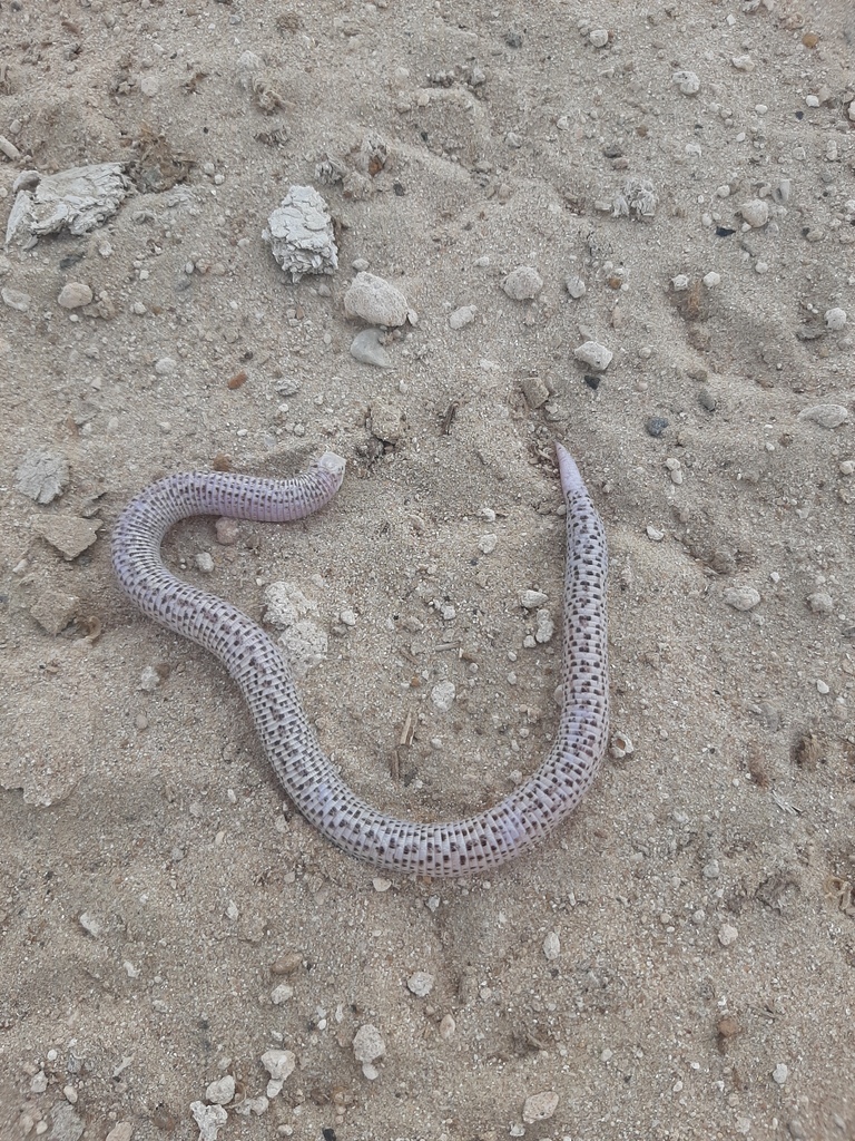 Zarudny's Worm Lizard from Mshayrif - Abu Dhabi - United Arab Emirates ...