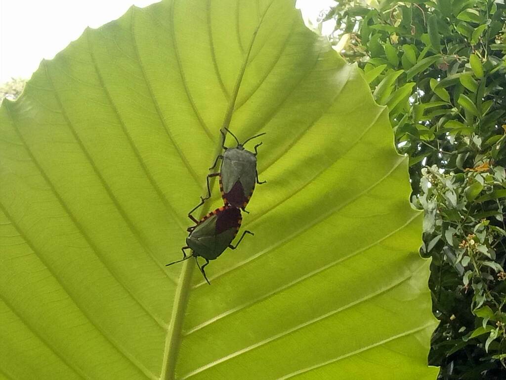 Giant Shield Bug from Jurong East, Singapore on July 23, 2020 at 06:02 ...