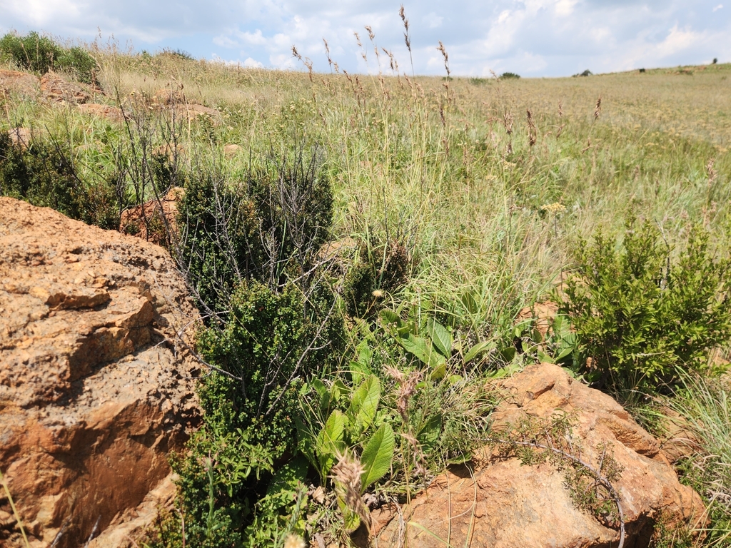 African Boxwood from Suikerbosrand Nature Reserve, ZA-GT-SE, ZA-GT, ZA ...