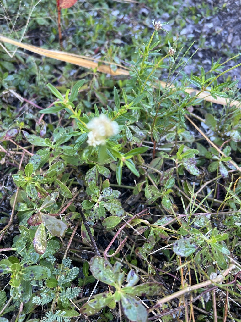 shrubby false buttonweed from Sanibel Island, Sanibel, FL, US on ...