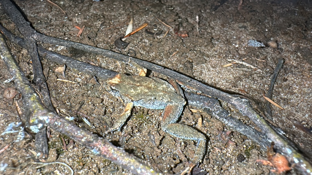 Australian Ground Frogs from Shirlow Ave, Faulconbridge, NSW, AU on ...