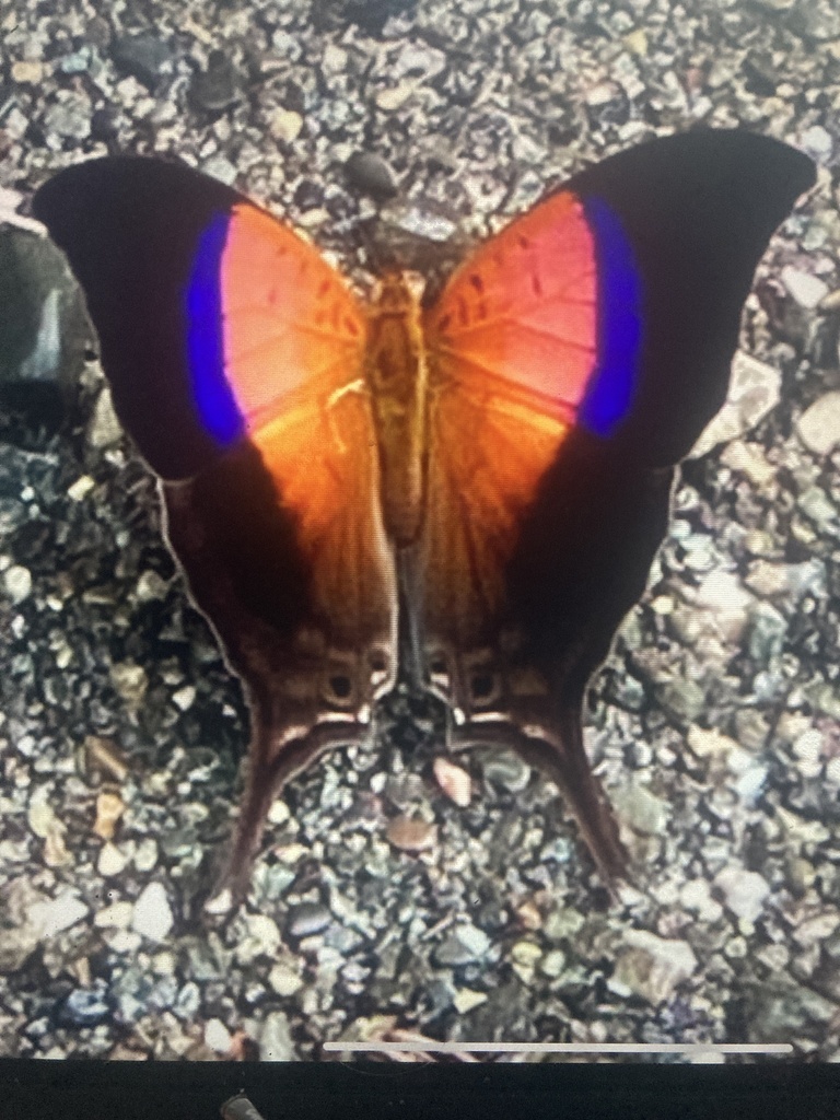 Sunset Daggerwing from Golfito, Puntarenas, CR on February 3, 2024 at ...