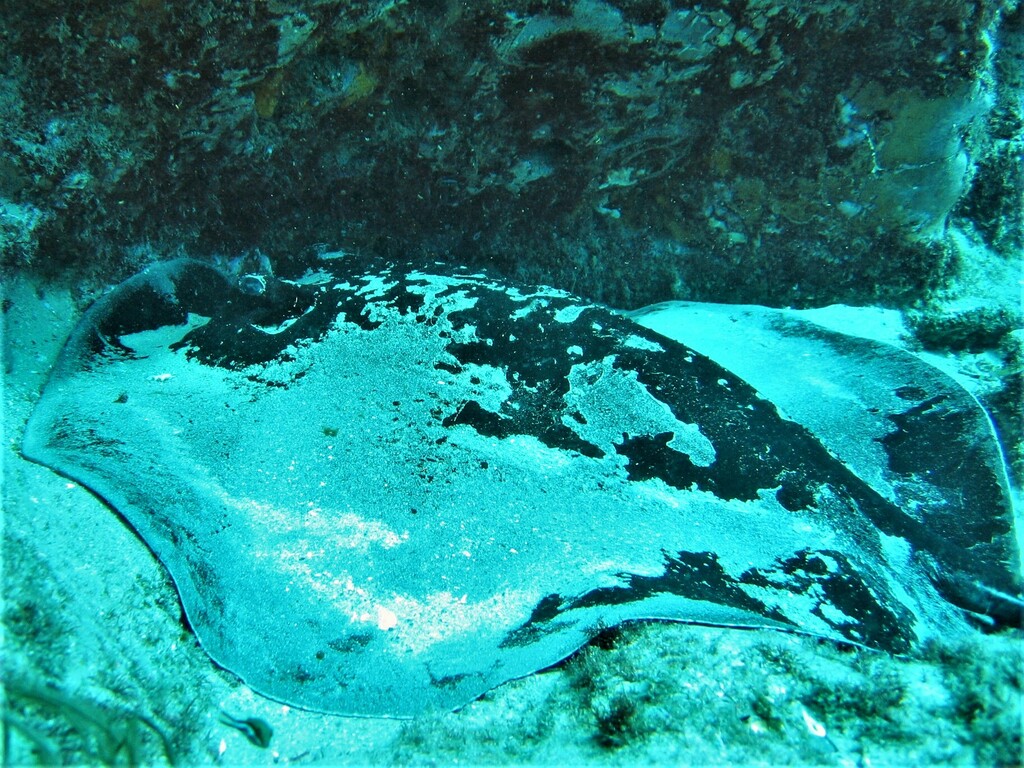 Black Stingray from Manta Bommie, North Stradbroke Is, QLD, Australia ...