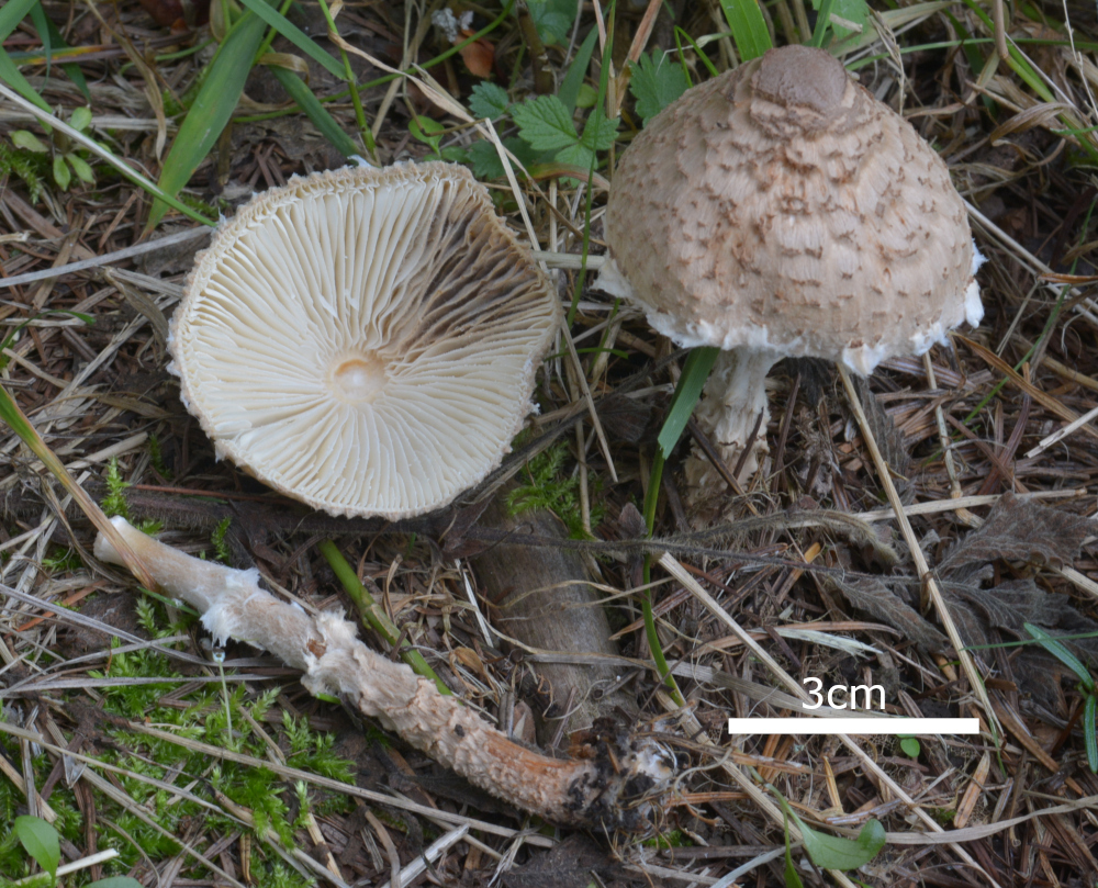Lepiota in September 2019 by 白山 弘子 · iNaturalist