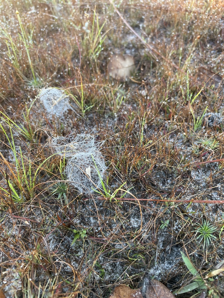 Spiders from Lake Placid, FL, US on January 30, 2024 at 07:50 AM by ...