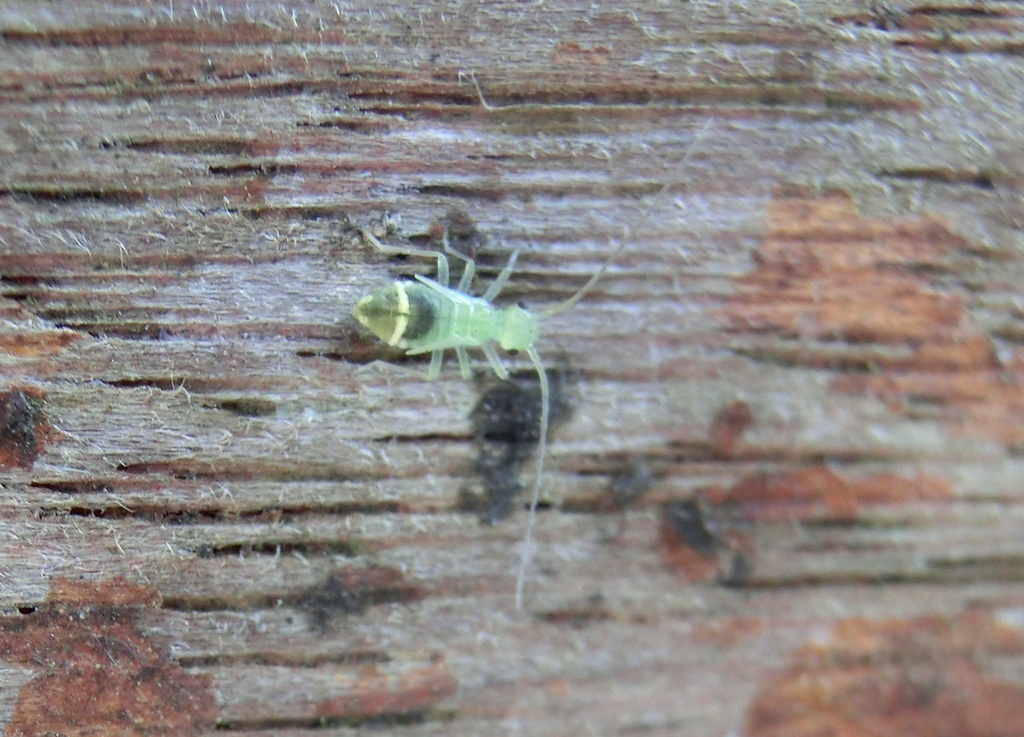 Stenopsocus from 530台灣彰化縣二水鄉二水 on February 03, 2024 at 02:52 PM by ...