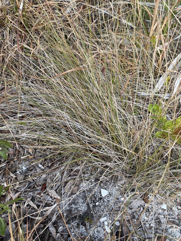 Southern Wiregrass from Rotonda West, FL, USA on February 2, 2024 at 09 ...