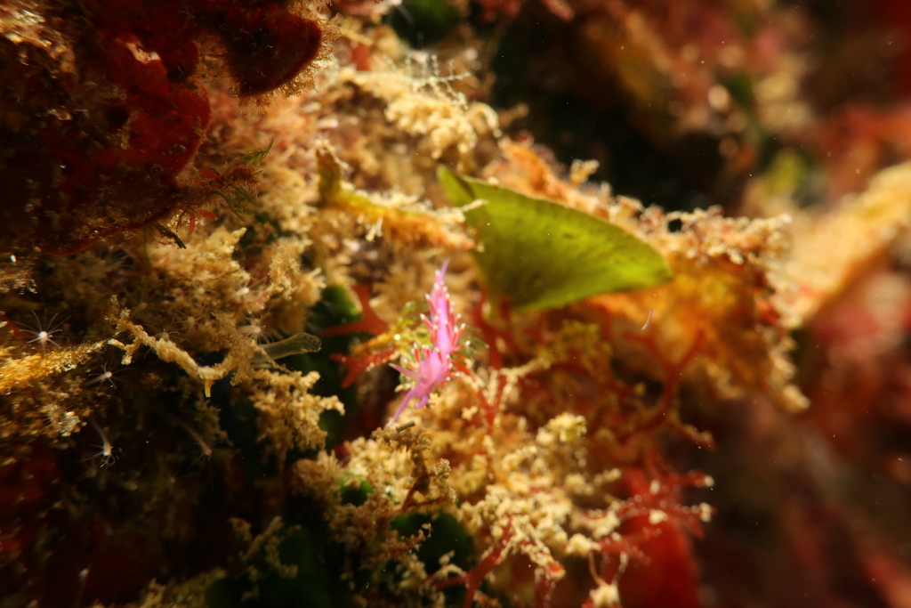 Pink Coryphella from Platja Mar Menuda, Av. Mar Menuda, 2, 17320 Tossa ...