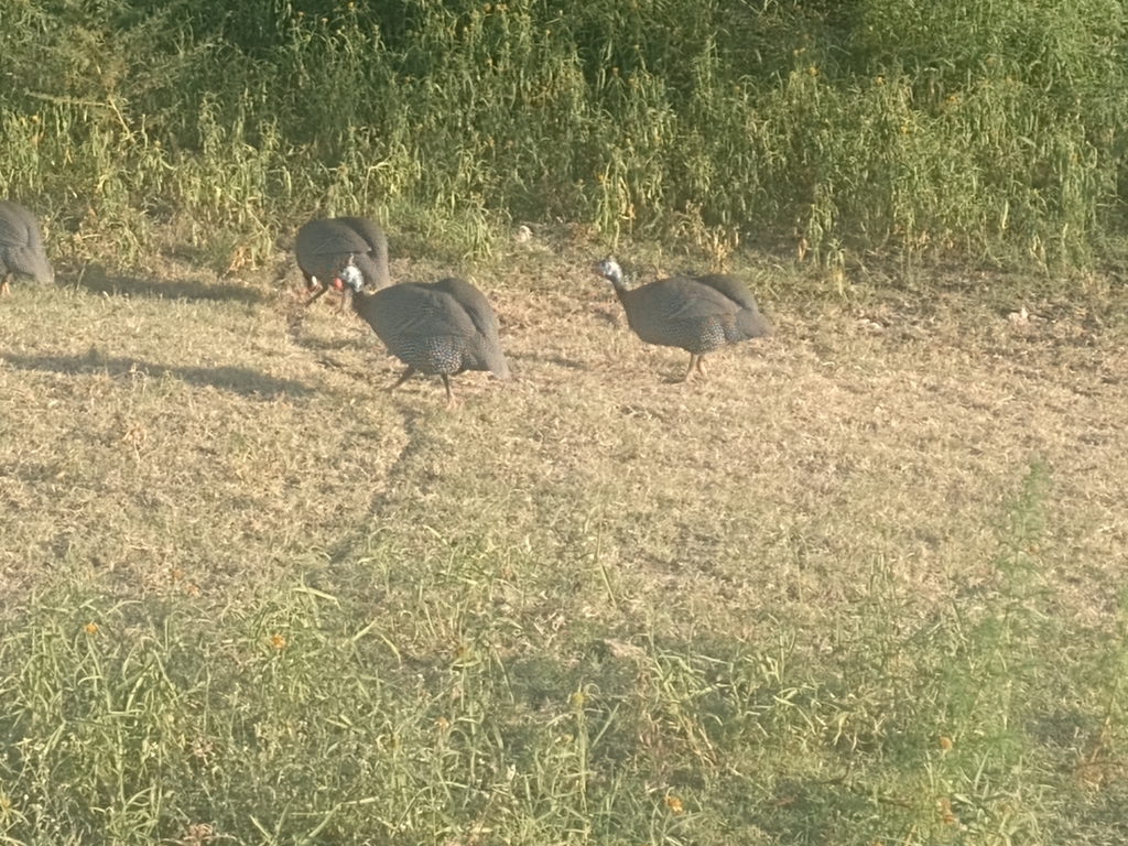 Helmeted Guineafowl from Diamante, AR-ER, AR on February 2, 2024 at 07: ...