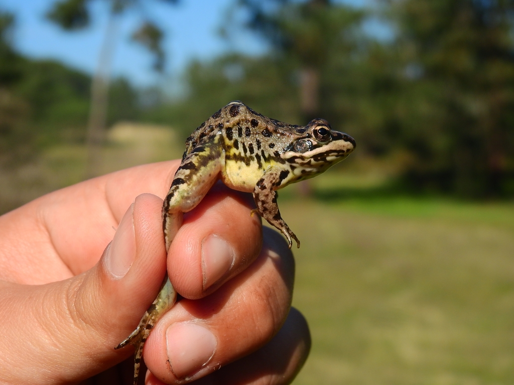 Iberian Green Frog from Mata dos Medos, Portugal on February 3, 2024 at ...