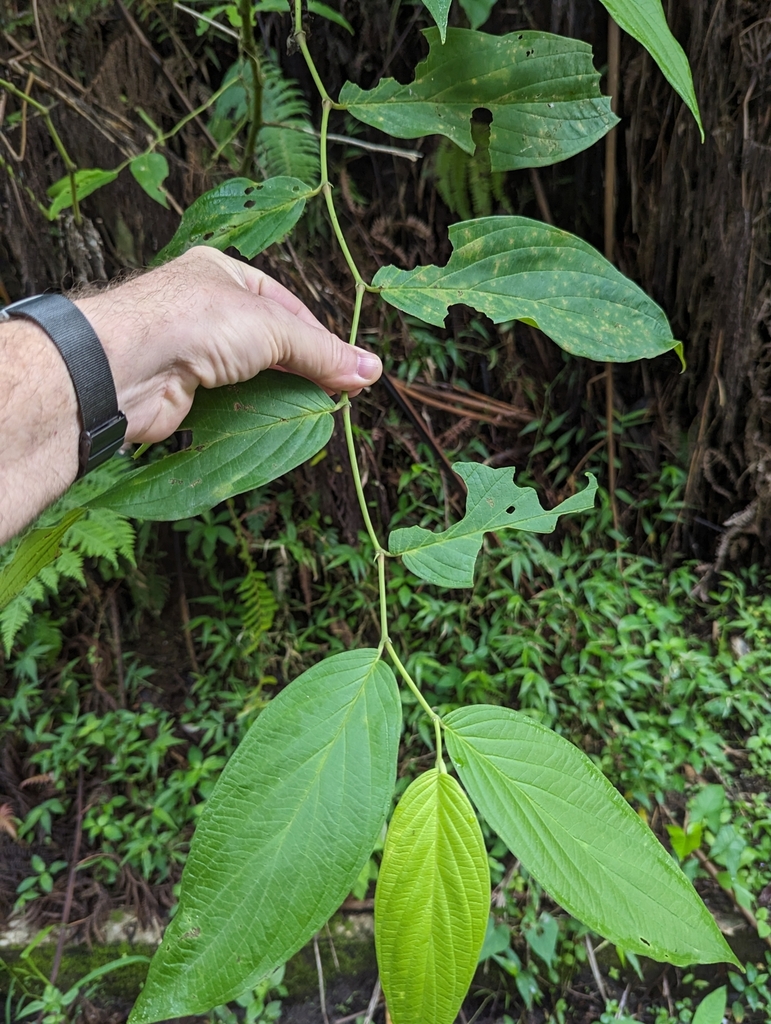 spiked pepper from Río Blanco, Naguabo 00718, Puerto Rico on February 3 ...