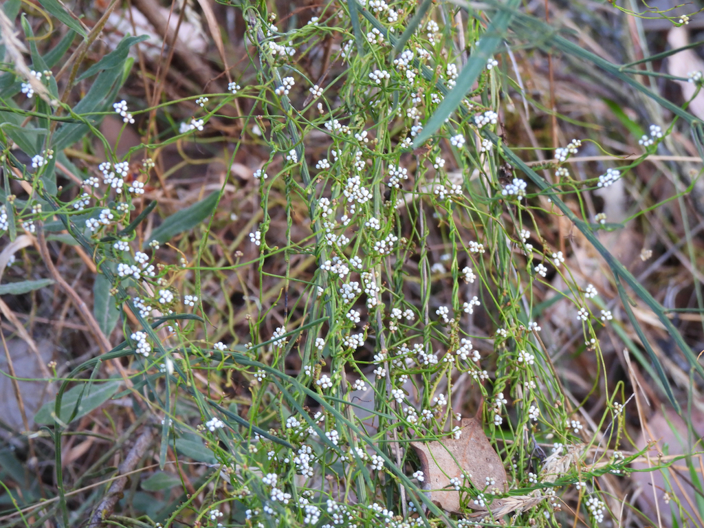 Slender Devil's Twine from Panton Hill VIC 3759, Australia on February ...