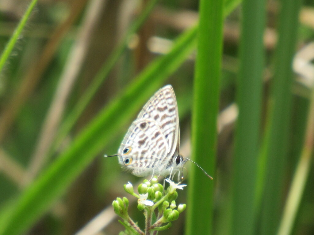 Common Blue Complex from Springside Nature Reserve, Hillcrest, South ...
