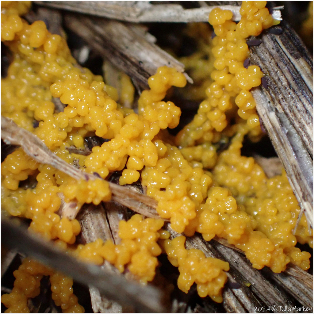 Physaraceae from Anaheim Hills, Anaheim, CA, USA on February 2, 2024 at ...