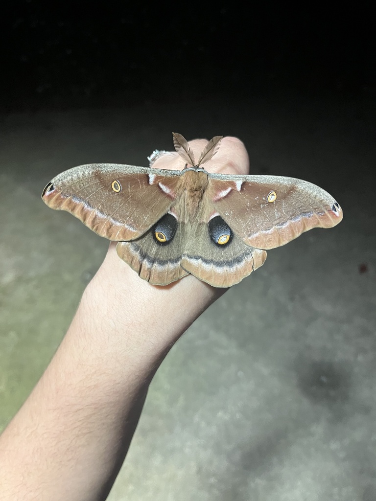 Polyphemus Moth from Trinity University, San Antonio, TX, US on January ...