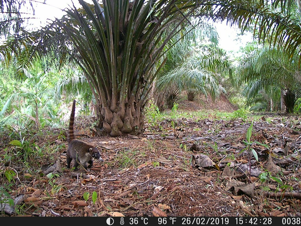 White-nosed Coati from Macaw Lodge on February 26, 2019 at 12:09 PM by ...
