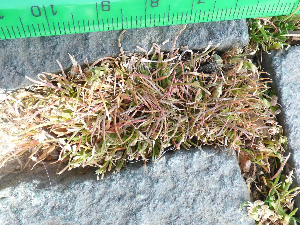 Juncus minutulus from Antalya, Türkiye on April 1, 2023 at 11:33 AM by ...