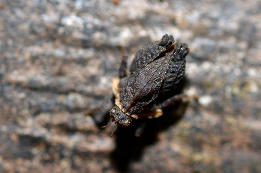Metrodora from Apatou, Guyane française on February 3, 2024 at 11:33 AM ...