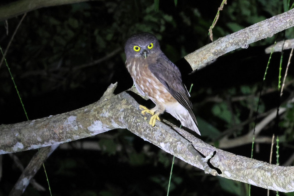 Andaman Boobook from Andaman and Nicobar Islands, India on January 16 ...