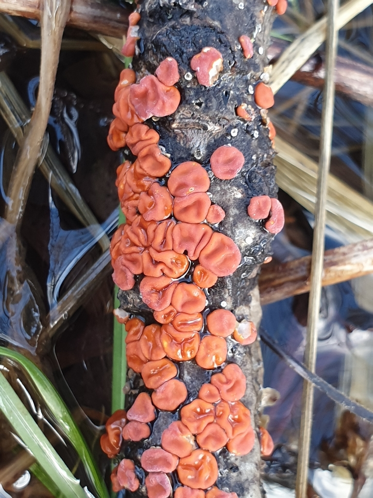Red Tree Brain Fungus from Brooktondale, NY 14817, USA on February 3 ...