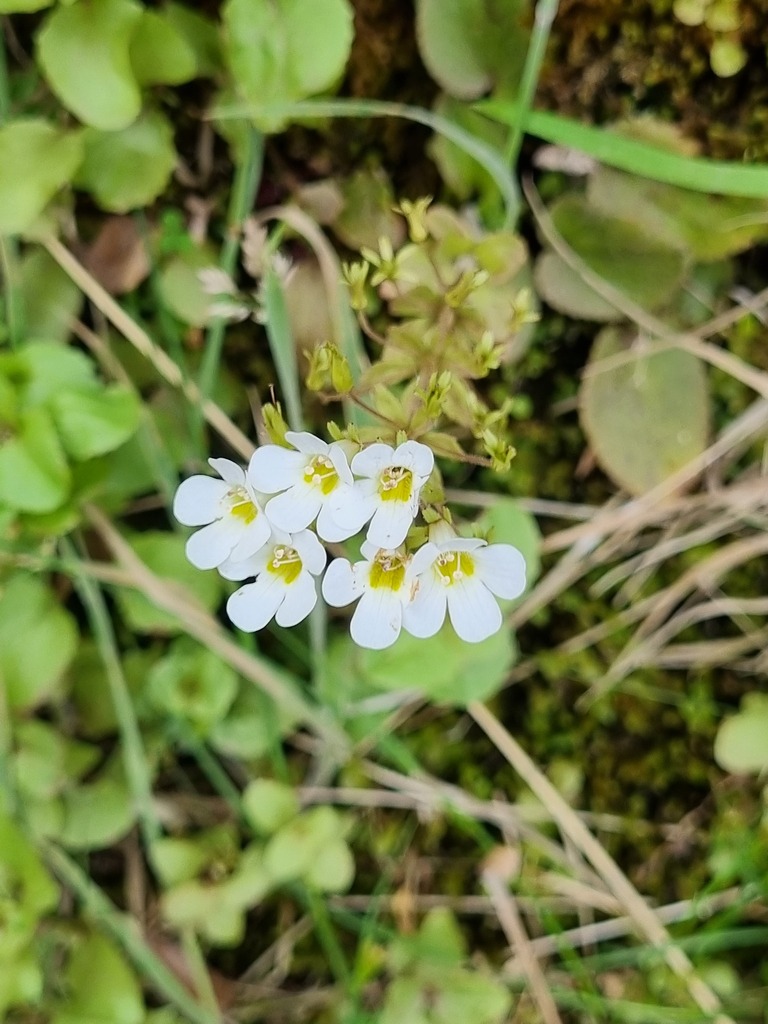 mountain foxglove from Peraki, New Zealand on February 3, 2024 at 03:16 ...