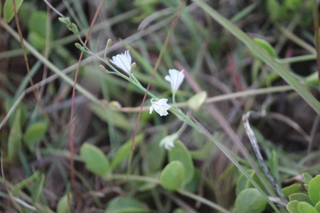 Satin Squill from West Rand District Municipality, South Africa on ...