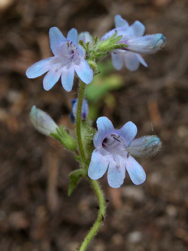 Siskiyou Beardtongue (Wildflowers of Oregon Caves National Monument and ...