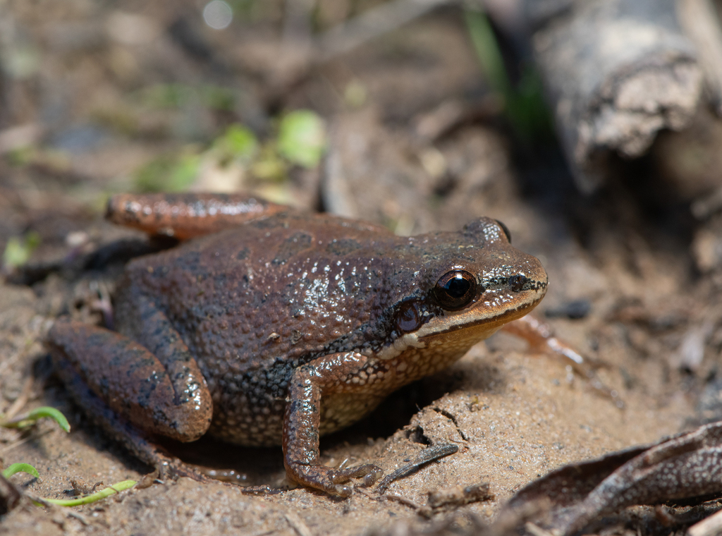 Upland Chorus Frog from Chatham County, NC, USA on February 3, 2024 at ...