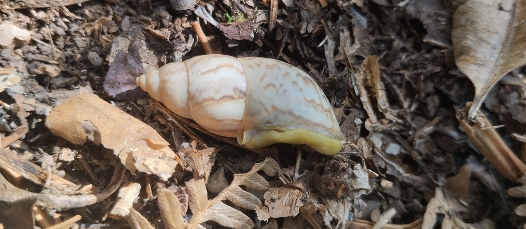 Drymaeus from Acevedo, Huila, Colombia on January 3, 2024 at 10:44 AM ...