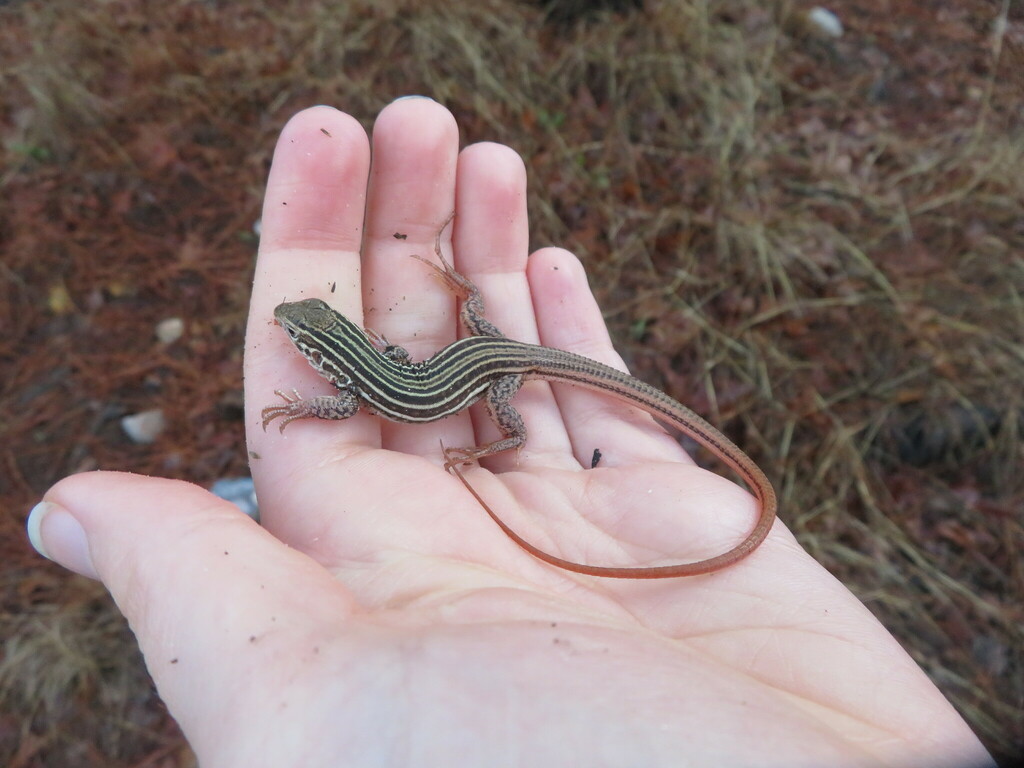 Common Spotted Whiptail from Bastrop County, TX, USA on February 3 ...