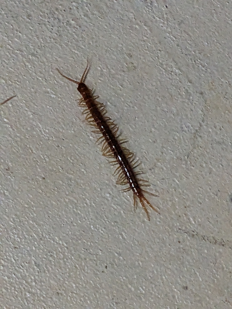 Red Centipedes in February 2024 by Craig Burkhart · iNaturalist United ...