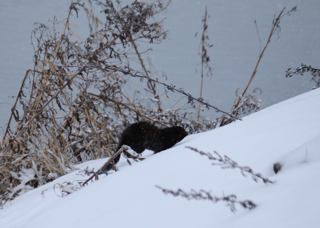American Mink in February 2024 by Комарова Ирина · iNaturalist