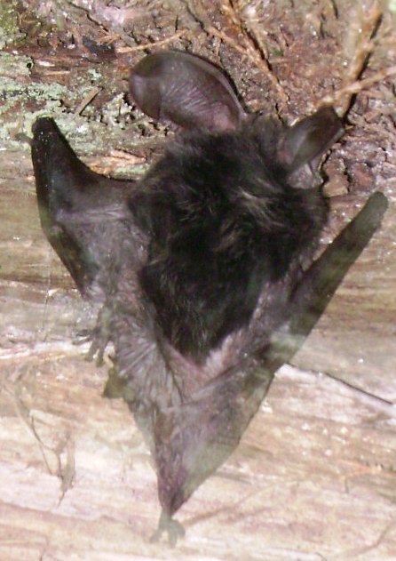 Ethiopian Big-eared Bat (Plecotus balensis) - Know Your Mammals
