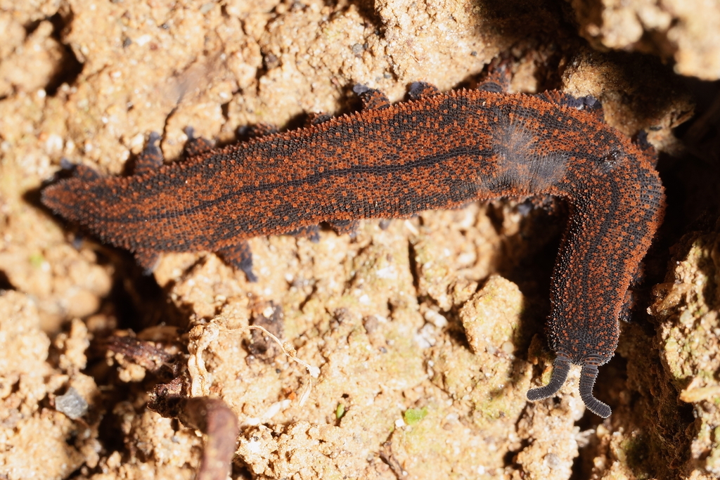 New Zealand peripatus in February 2024 by Uwe Schneehagen · iNaturalist