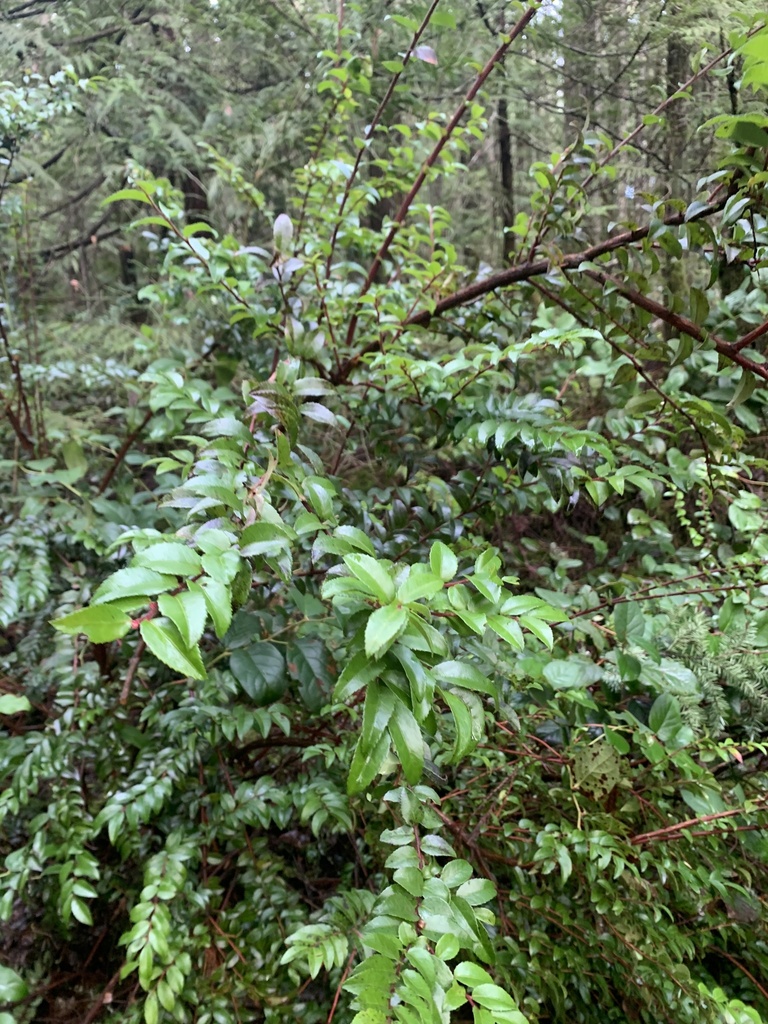 Evergreen Huckleberry from Ladysmith, BC, CA on February 3, 2024 at 11: ...