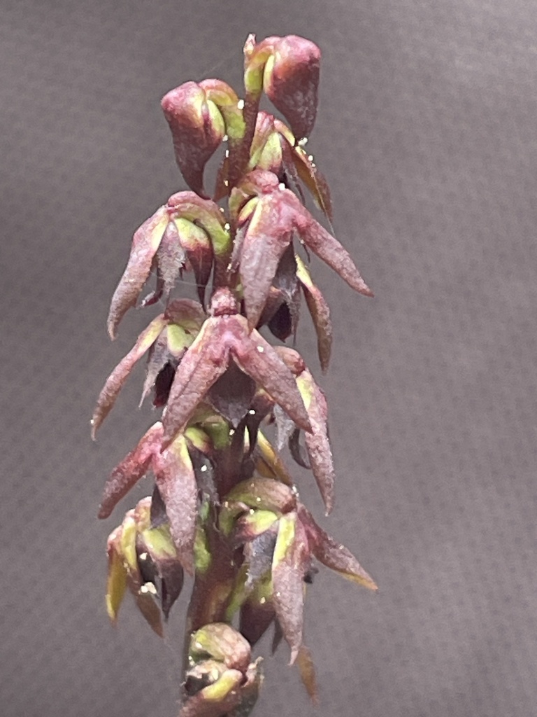 Genoplesium woollsii in February 2024 by polyscias099 · iNaturalist