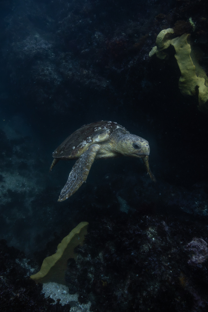 Loggerhead Sea Turtle from Coral Sea, Byron Bay, NSW, AU on February 3 ...