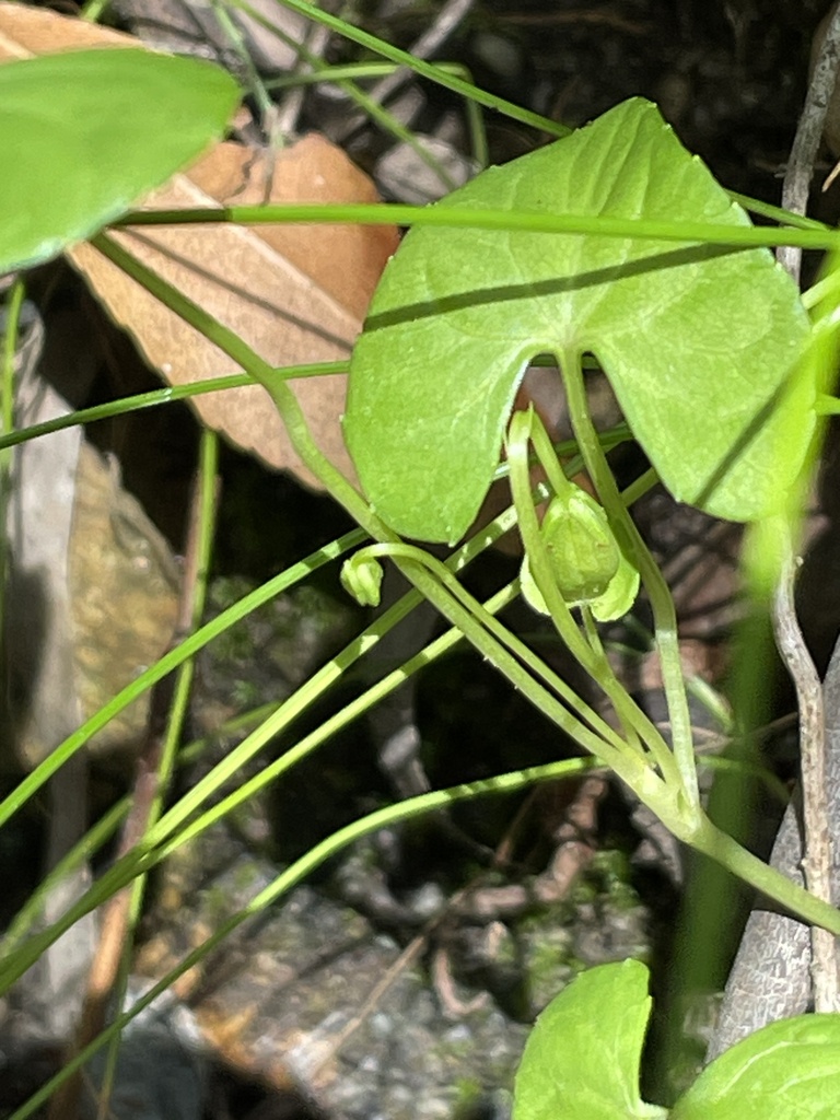 swamp violet (Viola caleyana) - Botanical Realm