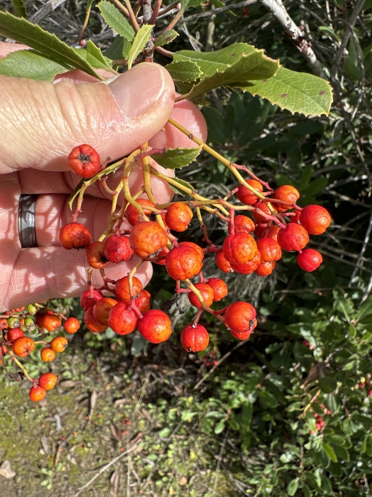 Toyon from Central Ave, San Diego, CA, US on February 3, 2024 at 01:22 ...