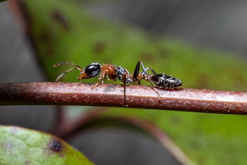 Twig Ants in February 2024 by Luxomancer. This small (less than 10mm ...