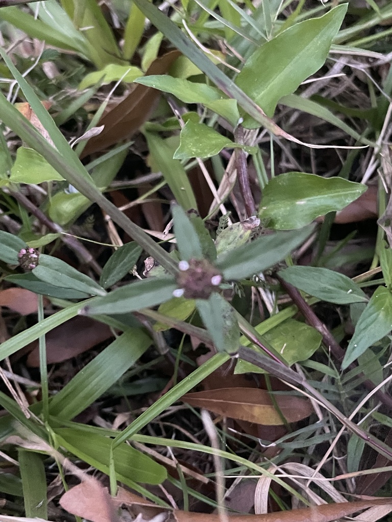 Woodland false buttonweed from The University of South Florida, Saint ...