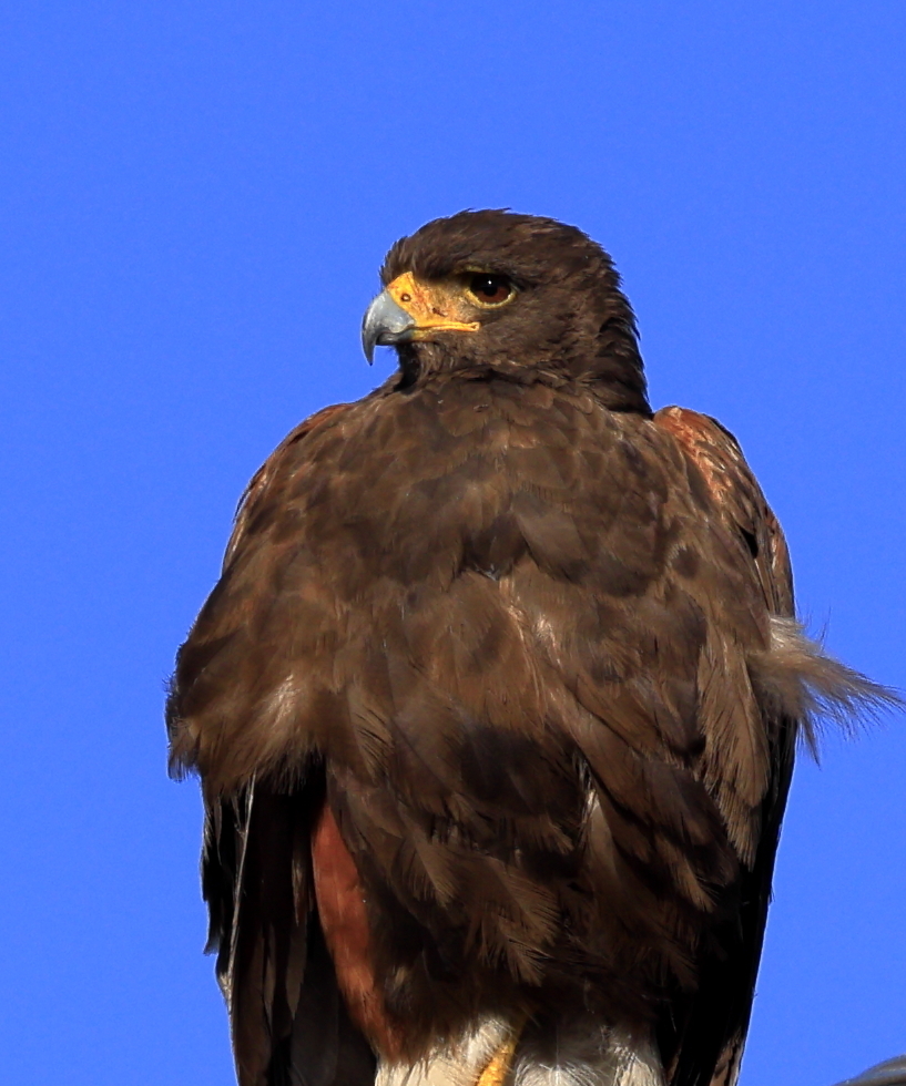 Harris's Hawk from Villaldama, N.L., México on January 29, 2024 at 09: ...