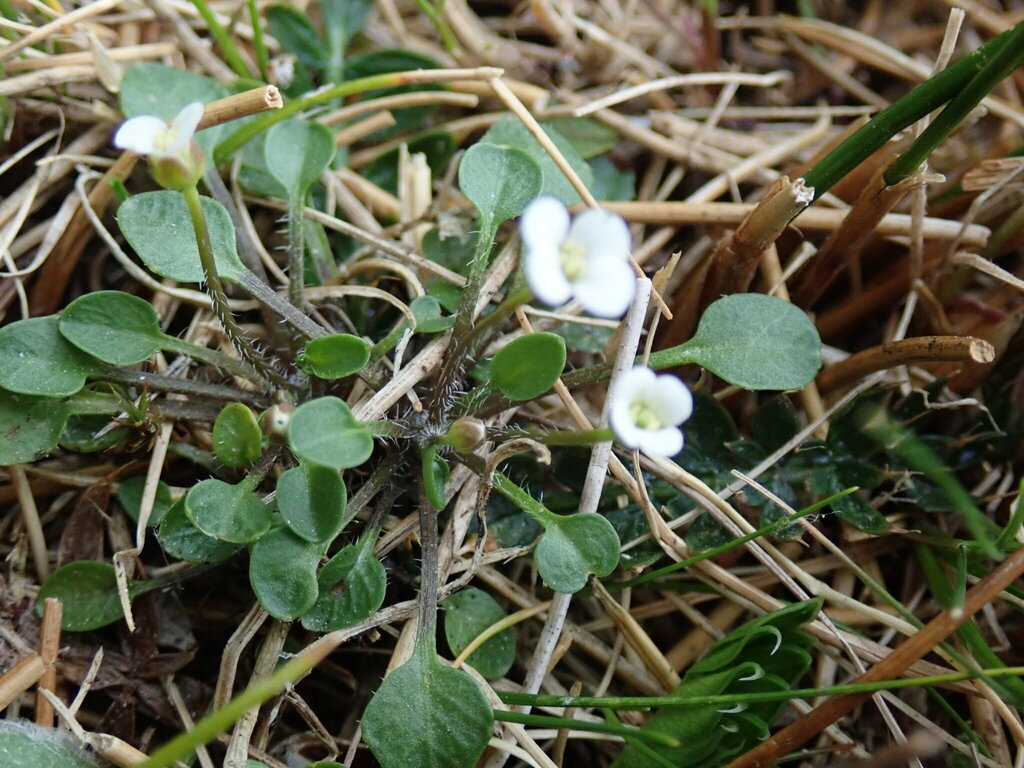 Bittercresses and Toothworts in December 2023 by Melissa Hutchison ...