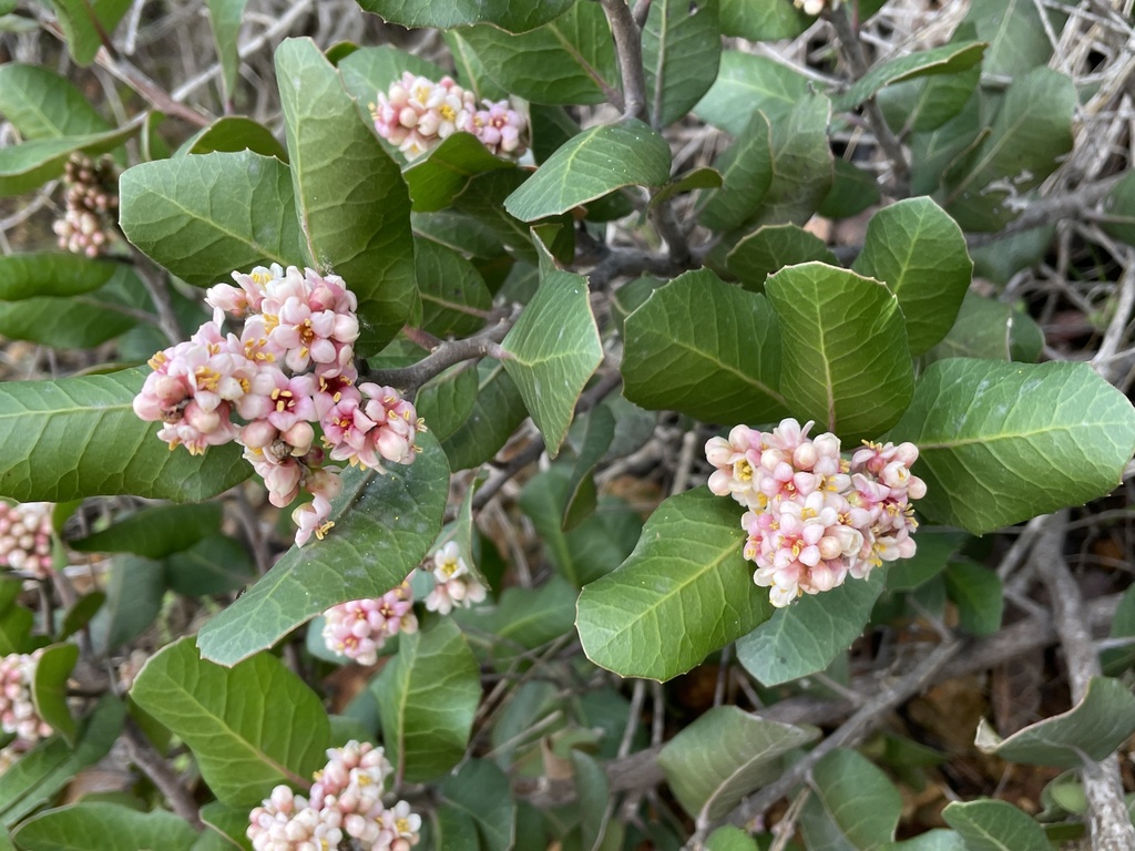 lemonade berry from Spring Valley, CA, US on February 3, 2024 at 10:08 ...