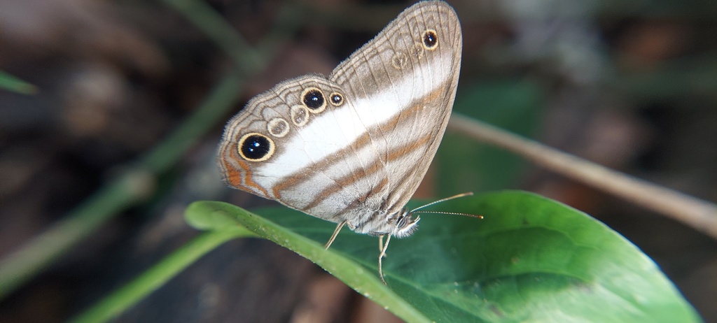 White-banded Satyr from Cartago, Valle del Cauca, Colombia on February ...