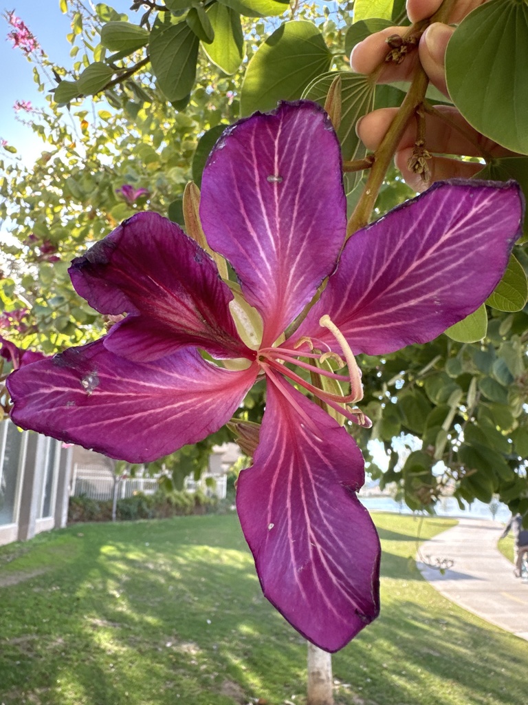 Orchid Trees from N Hayden Rd, Scottsdale, AZ, US on February 3, 2024 ...