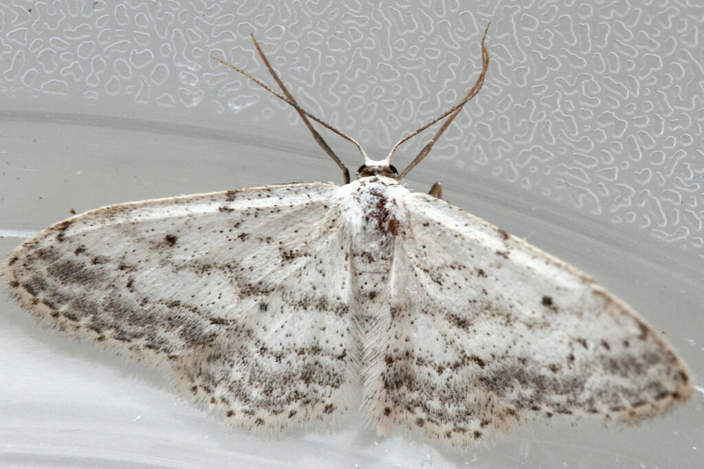 Small Dusty Wave from 54 Badem, Germany on August 28, 2020 at 12:41 PM ...