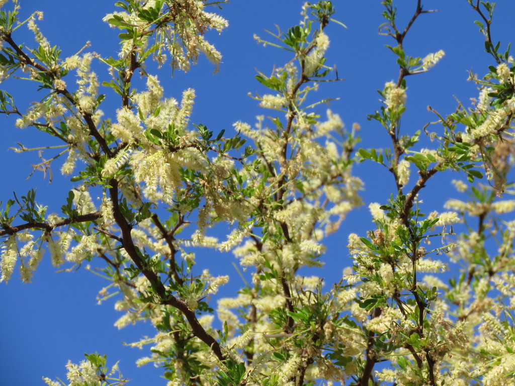 Blackbrush Acacia from Álamos de Martínez, Gto., México on February 26 ...