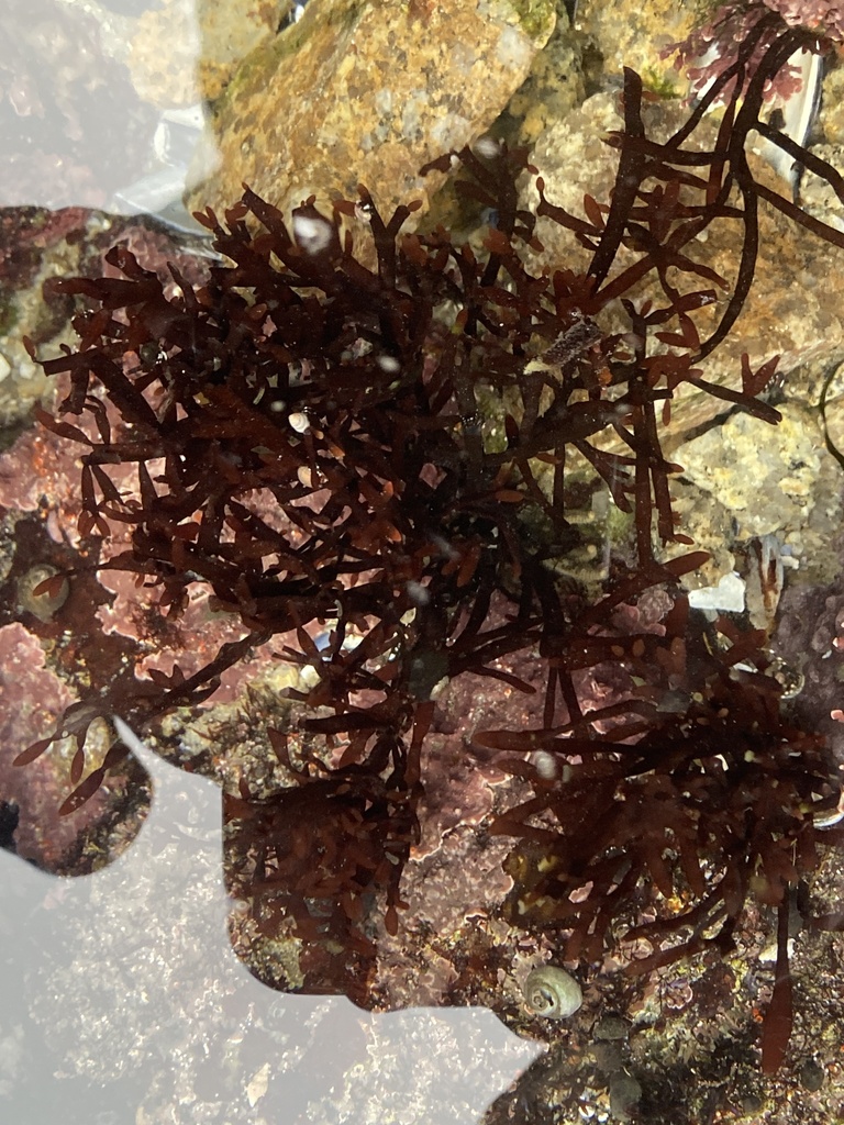 Prionitis lanceolata from North Pacific Ocean, Pacific Grove, CA, US on ...